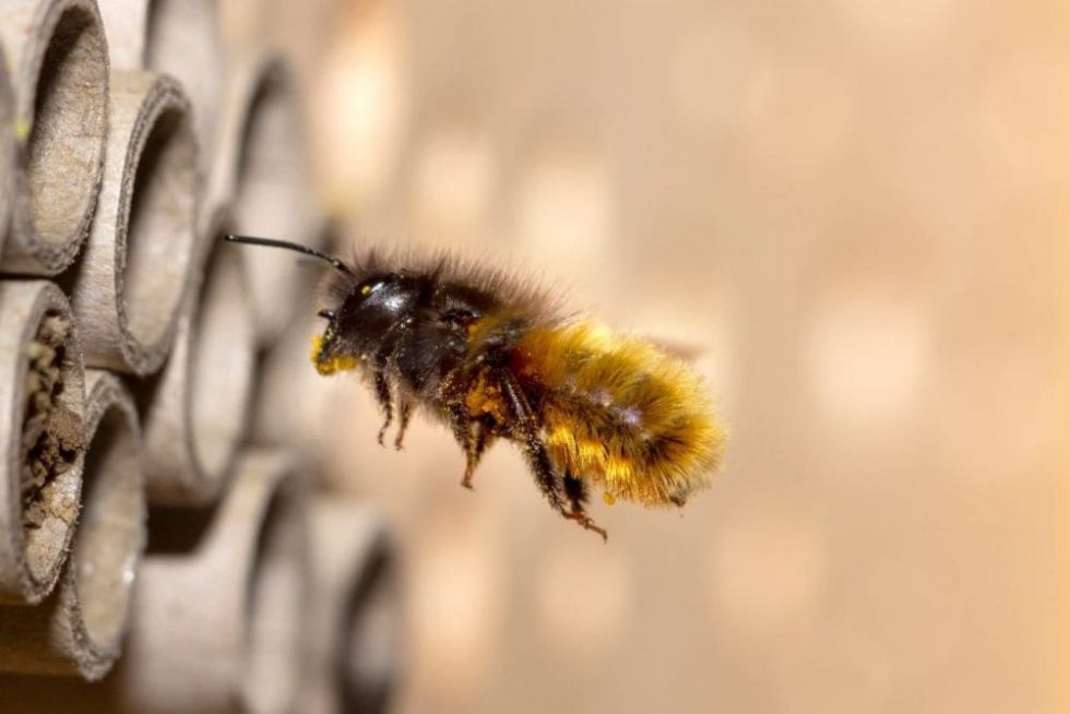 Rôle des Abeilles dans la Nature | Ma Ruche en pot
